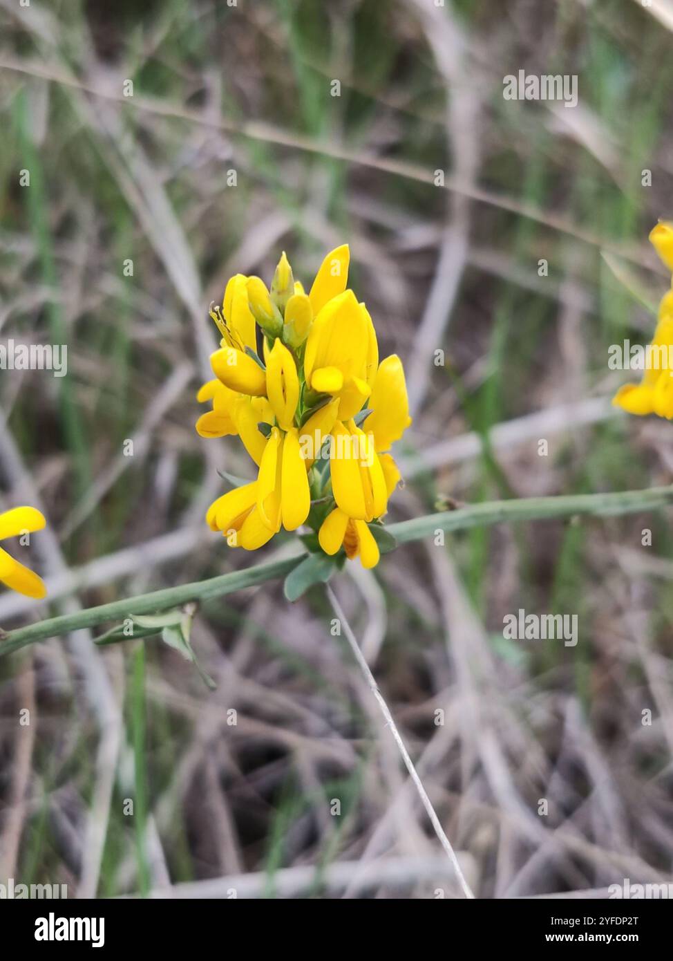 Dyer's Greenweed (Genista tinctoria Stock Photo - Alamy
