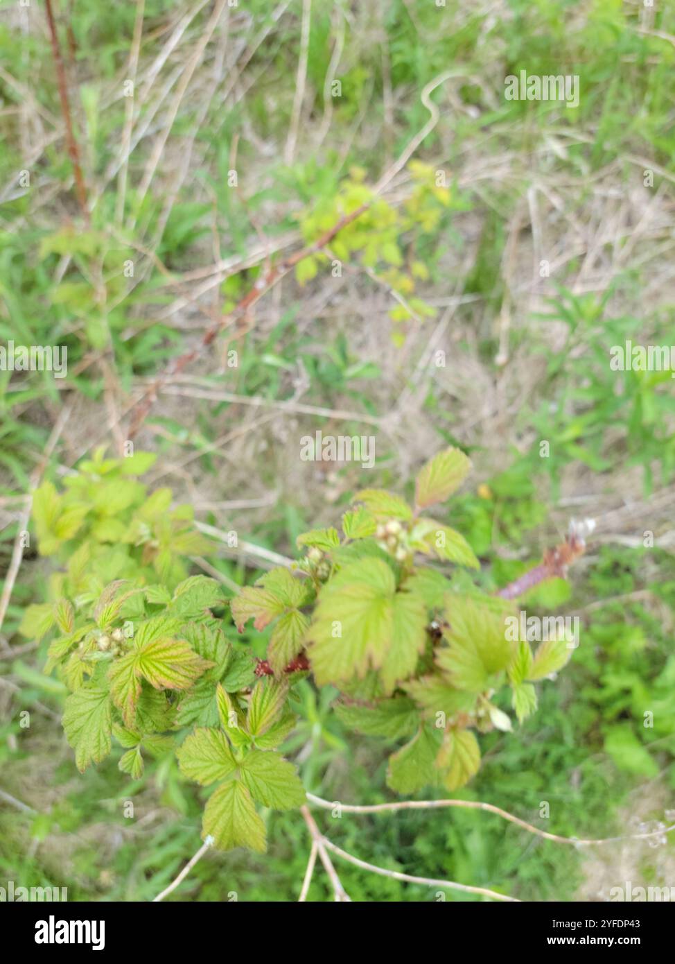 black raspberry (Rubus occidentalis Stock Photo - Alamy