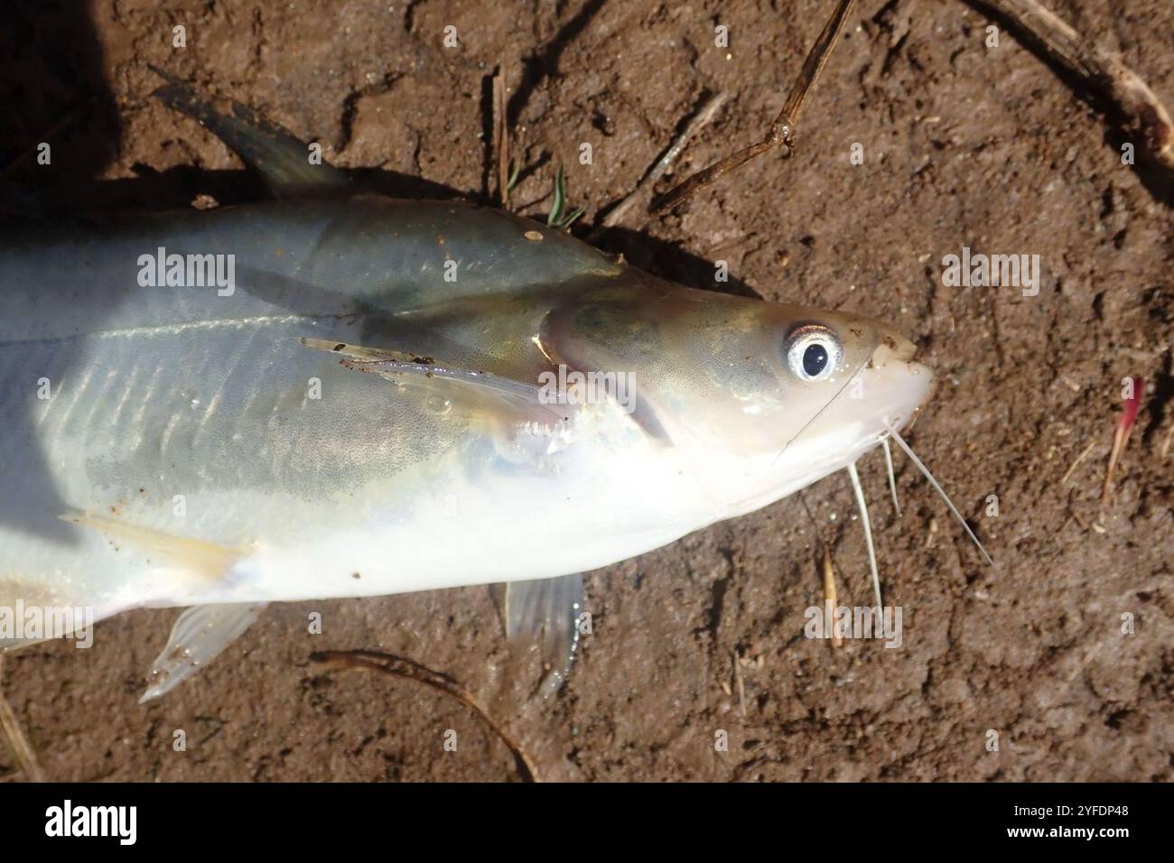 Silver butter catfish hi-res stock photography and images - Alamy