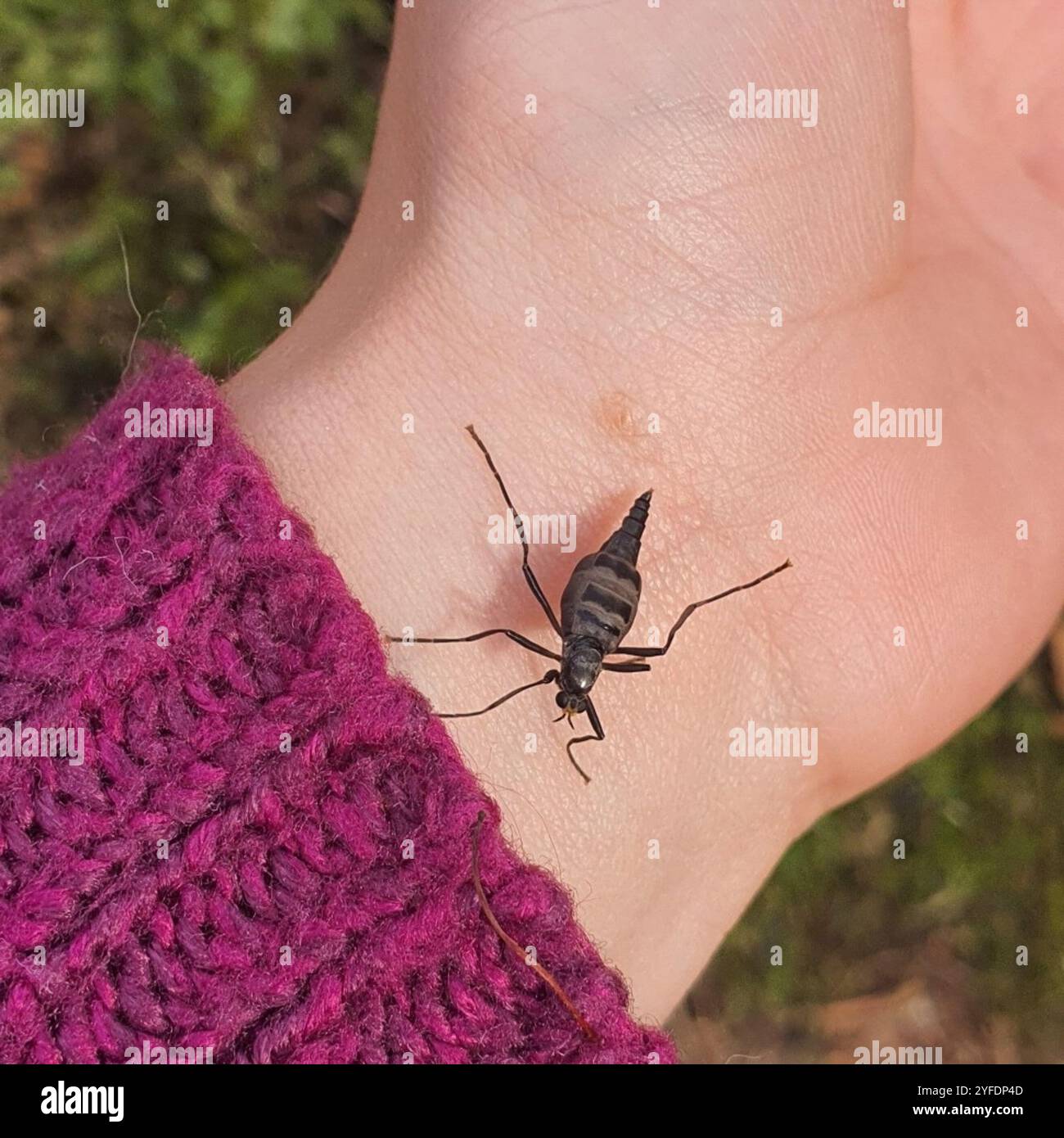 Wingless fly hi-res stock photography and images - Alamy