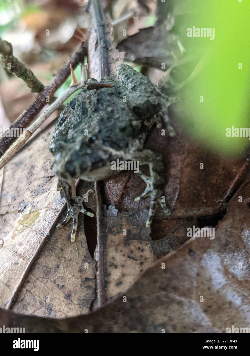 Northern Cricket Frog (Acris crepitans Stock Photo - Alamy