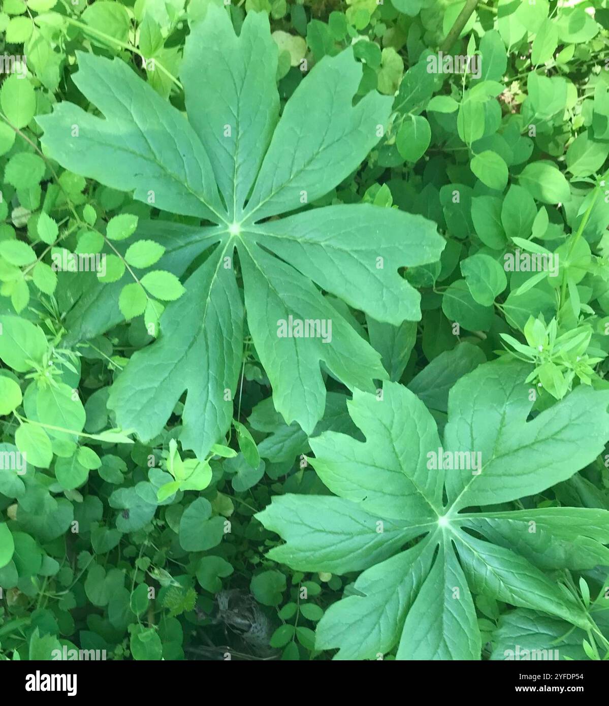 mayapple (Podophyllum peltatum Stock Photo - Alamy
