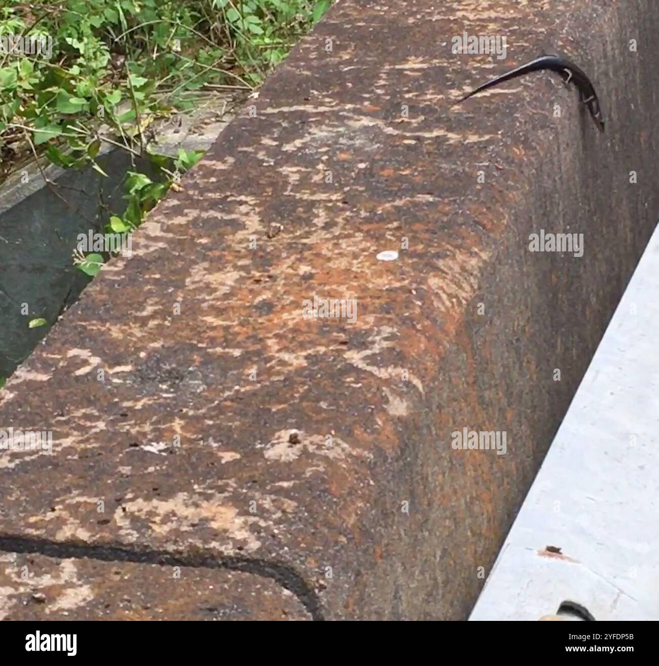 Common Five-lined Skink (Plestiodon fasciatus Stock Photo - Alamy