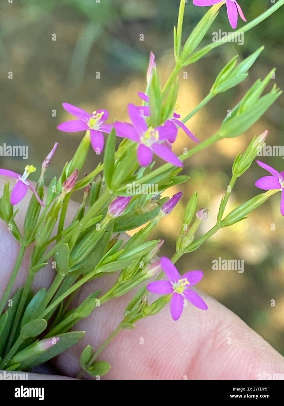 Slender centaury hi-res stock photography and images - Alamy