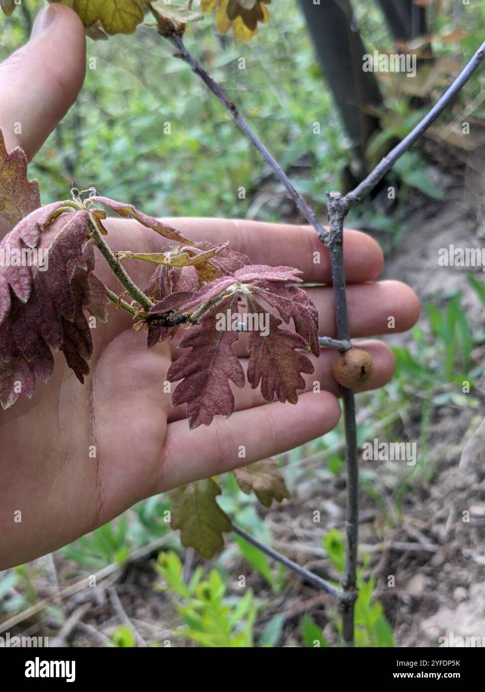 Round Bullet Gall Wasp (Disholcaspis quercusglobulus Stock Photo - Alamy