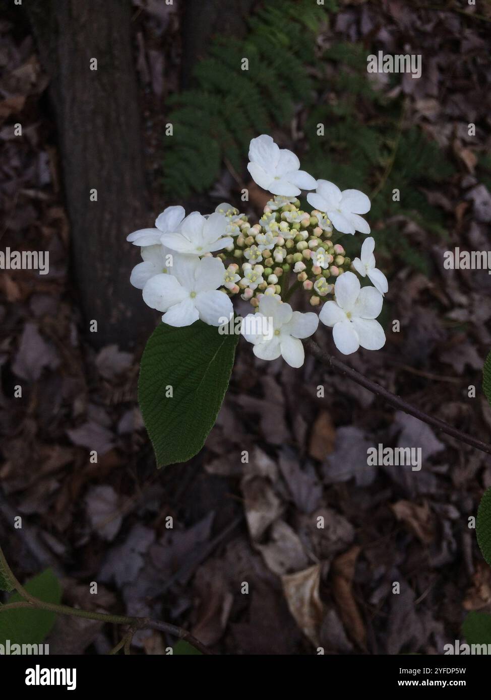 hobblebush (Viburnum lantanoides Stock Photo - Alamy