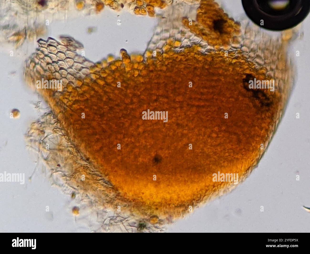 Groundsel crown rust (Puccinia lagenophorae Stock Photo - Alamy