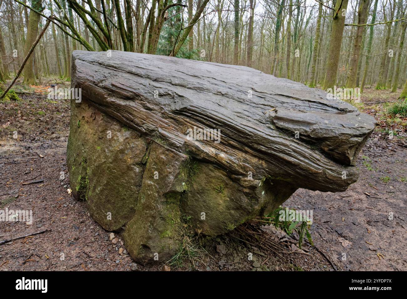 300 million year old petrified tree fragment on the Forest of Dean ...