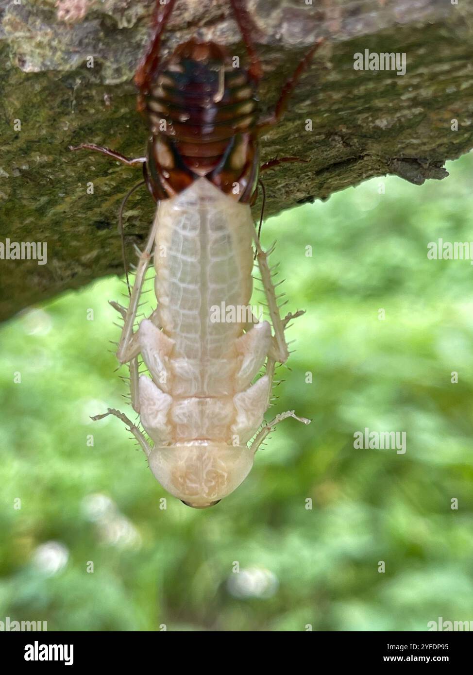Australian Cockroach (Periplaneta australasiae Stock Photo - Alamy