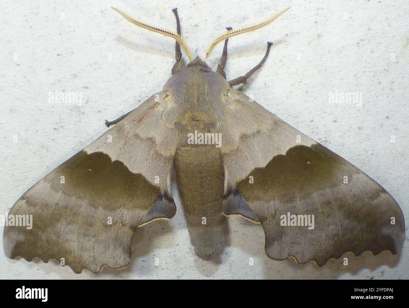 Modest Sphinx (Pachysphinx modesta Stock Photo - Alamy