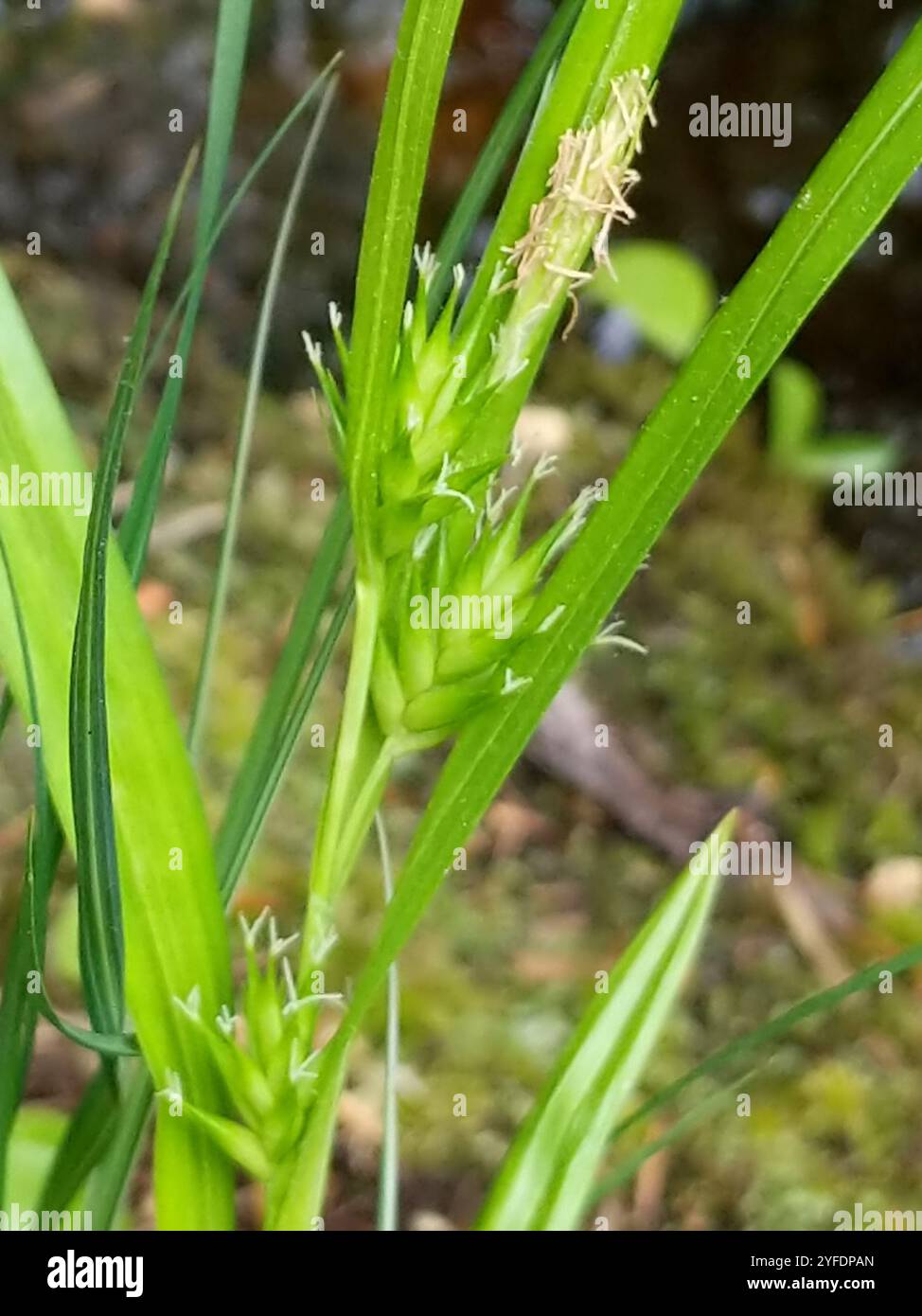 northern long sedge (Carex folliculata Stock Photo - Alamy