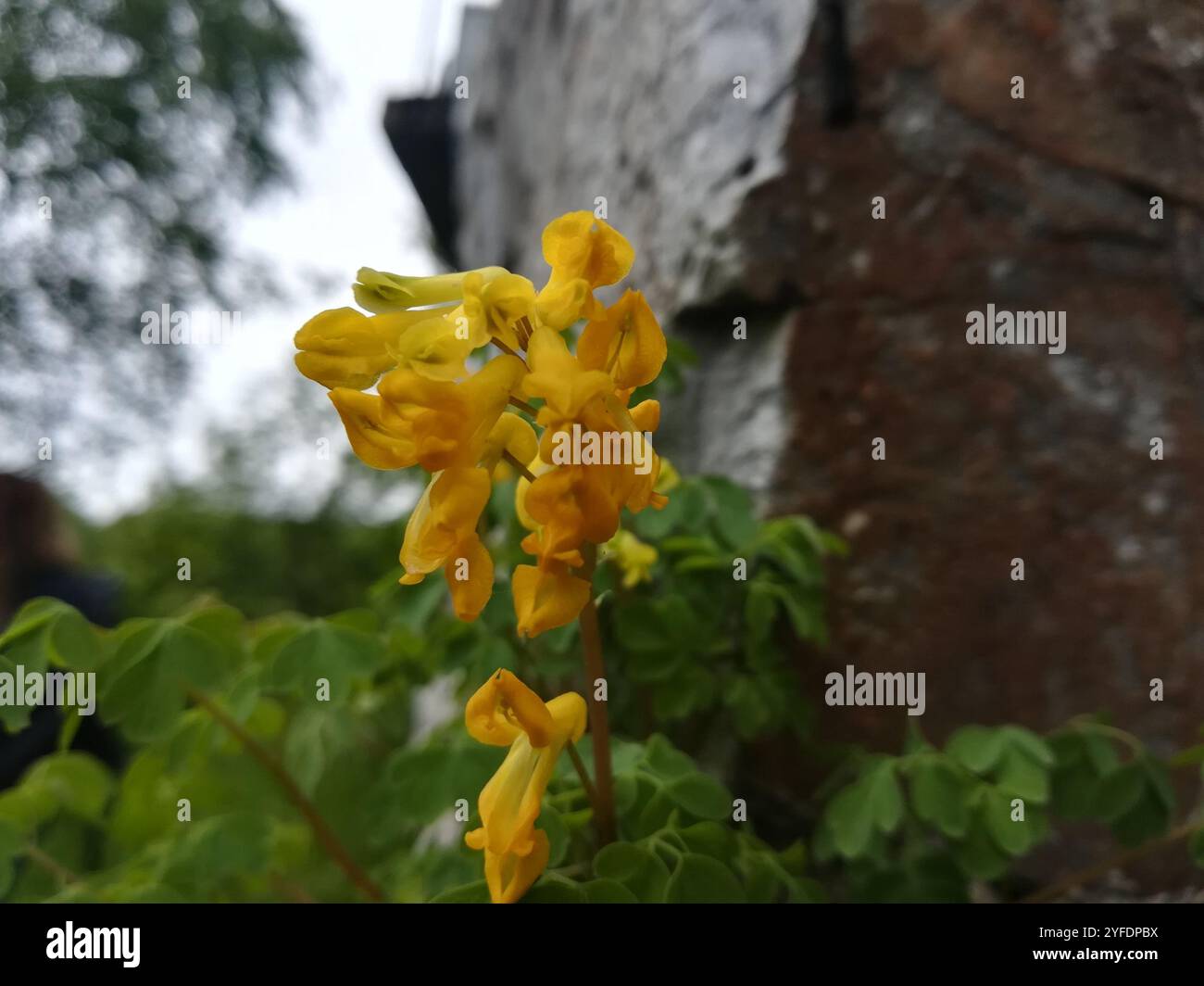 Yellow Fumitory (Pseudofumaria lutea Stock Photo - Alamy