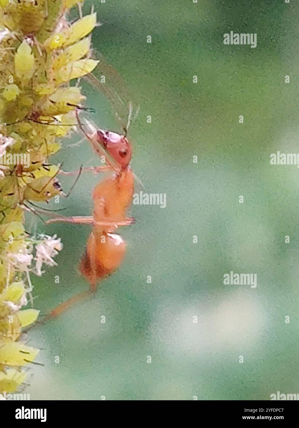 Chestnut Carpenter Ant (Camponotus castaneus Stock Photo - Alamy