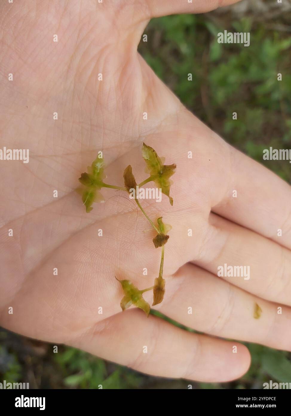 Ivy-leaved Duckweed (Lemna trisulca Stock Photo - Alamy