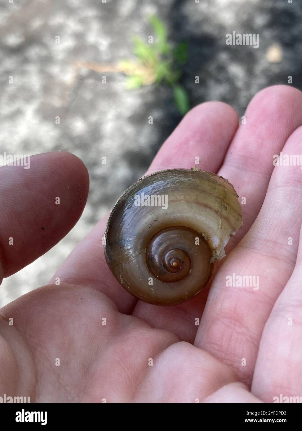 Common Apple Snails (Pomacea Stock Photo - Alamy