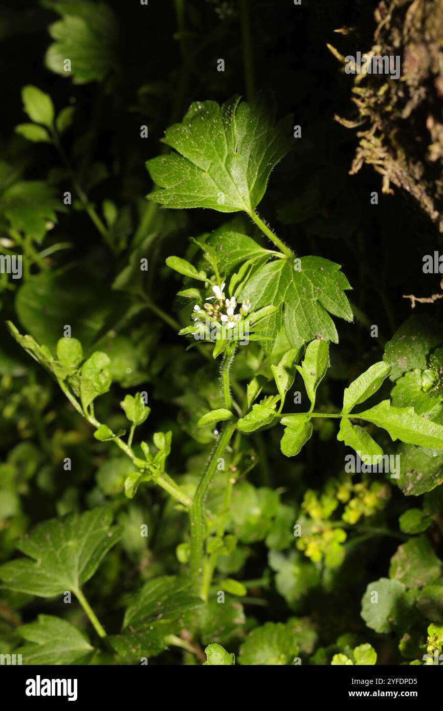 wavy bittercress (Cardamine flexuosa Stock Photo - Alamy