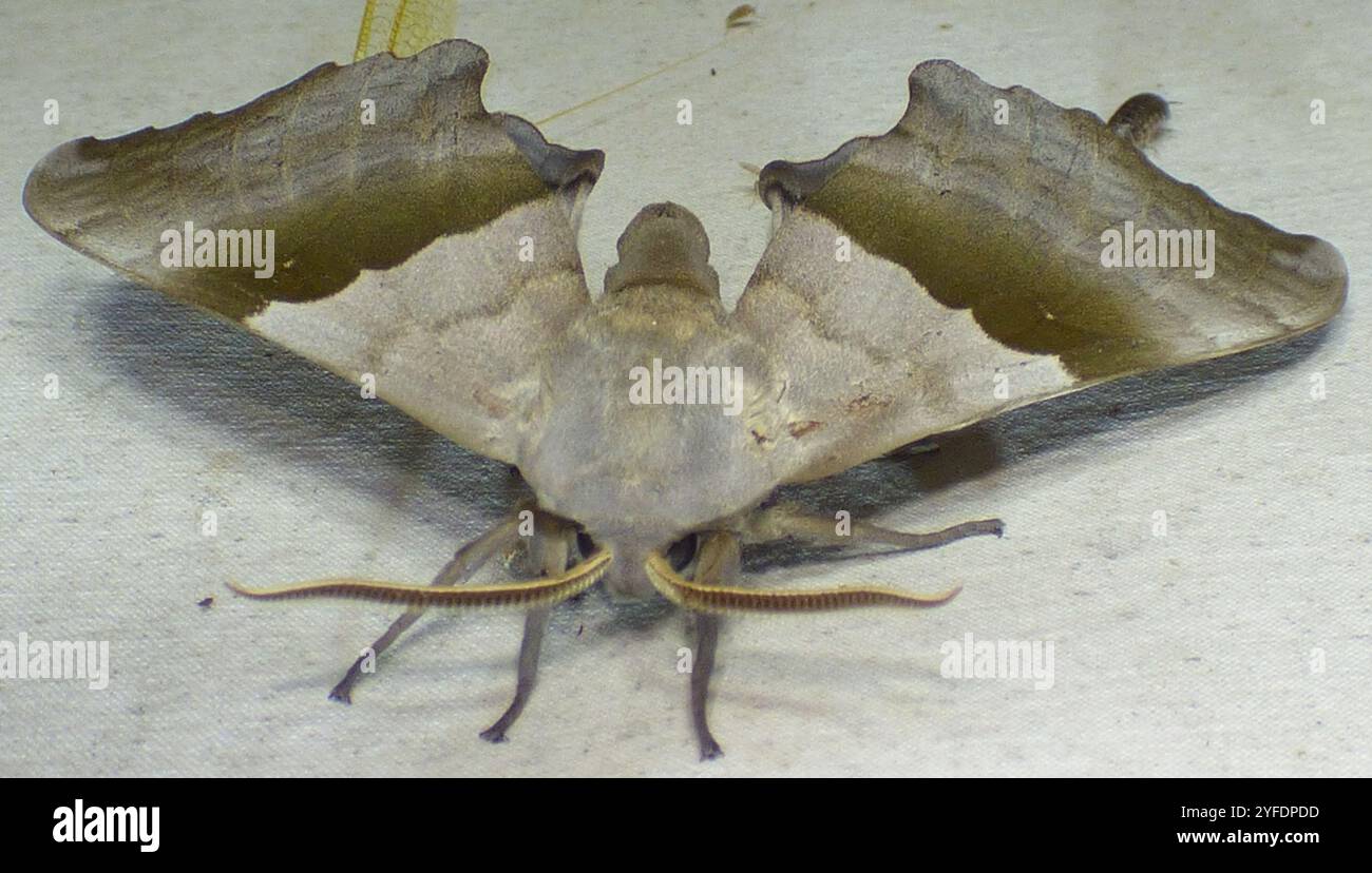 Modest Sphinx (Pachysphinx modesta Stock Photo - Alamy