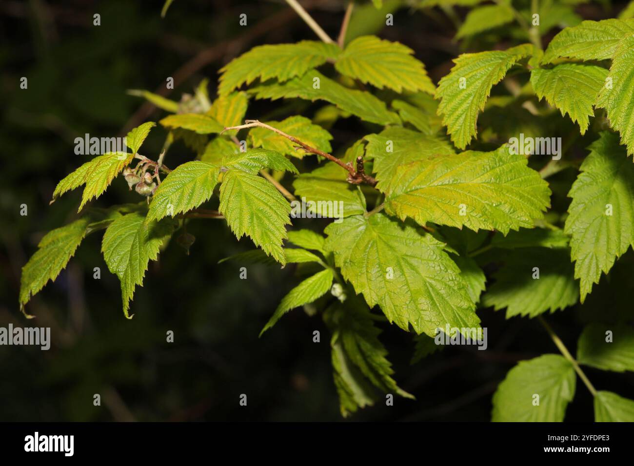 red raspberry (Rubus idaeus Stock Photo - Alamy