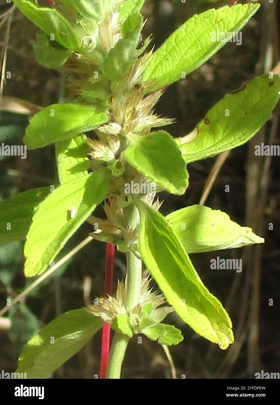 mint family (Lamiaceae Stock Photo - Alamy