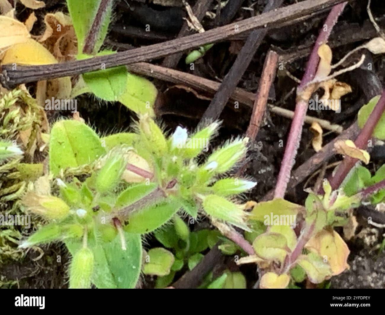 Sticky mouse-ear chickweed (Cerastium glomeratum Stock Photo - Alamy