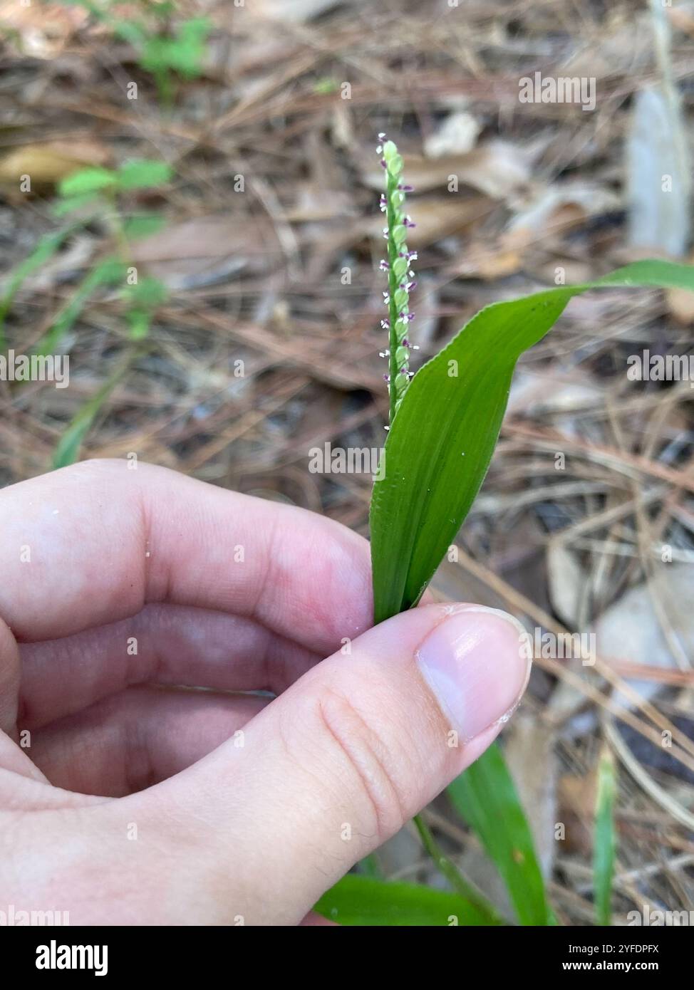 Thin Paspalum (Paspalum setaceum Stock Photo - Alamy