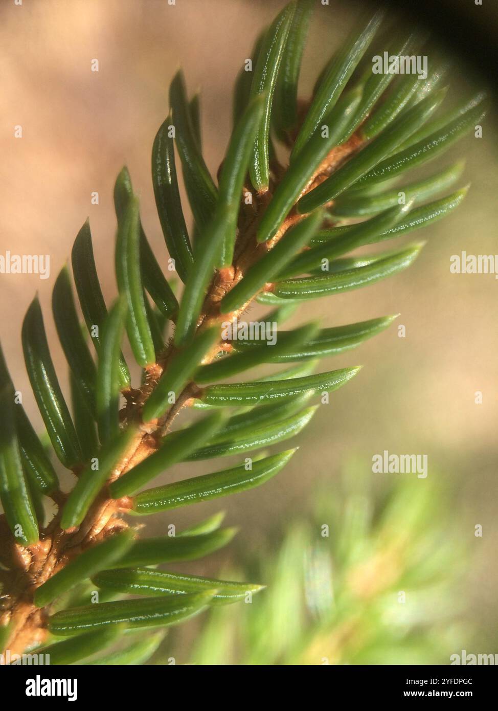 red spruce (Picea rubens Stock Photo - Alamy