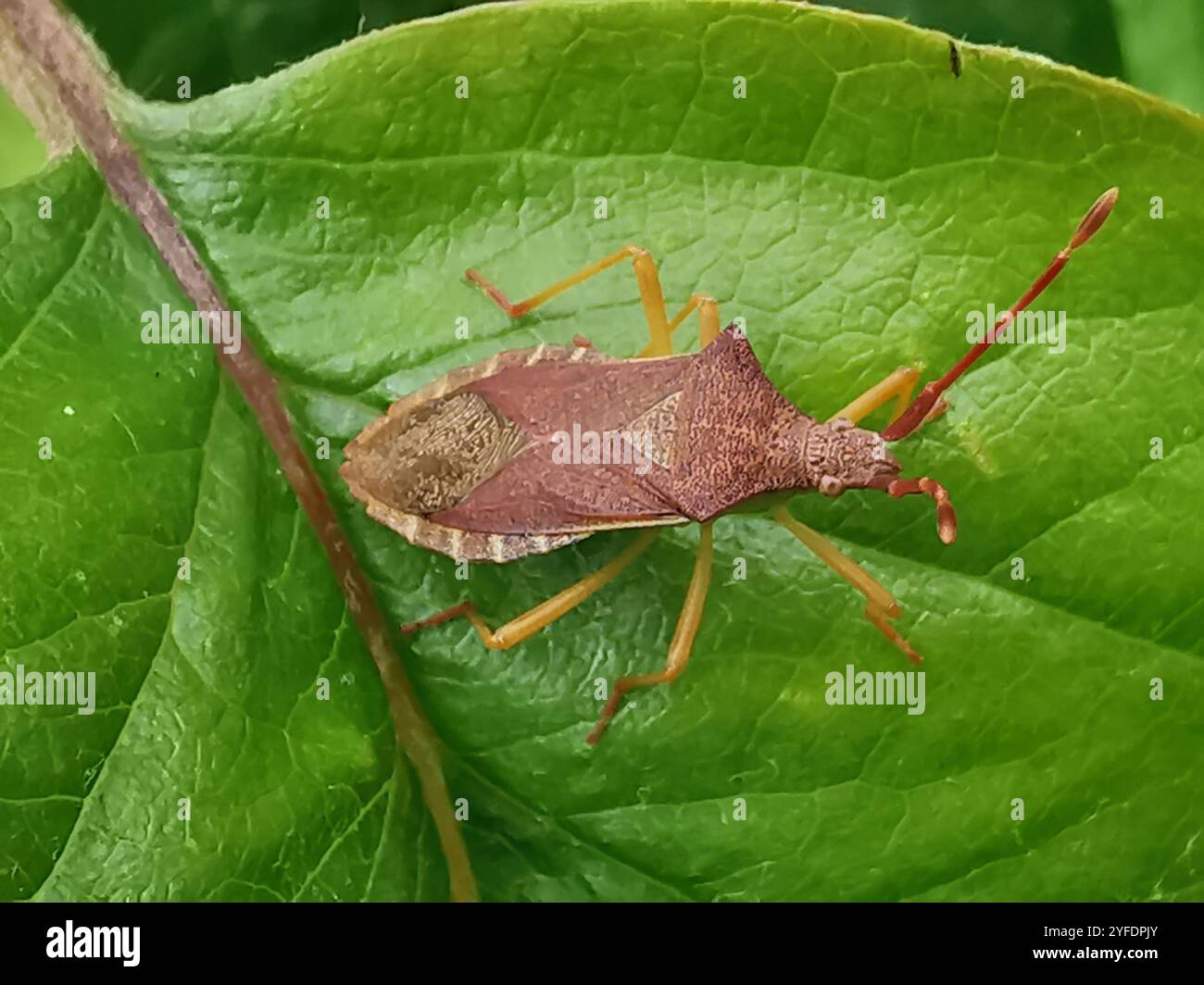 Box Bug (Gonocerus acuteangulatus Stock Photo - Alamy