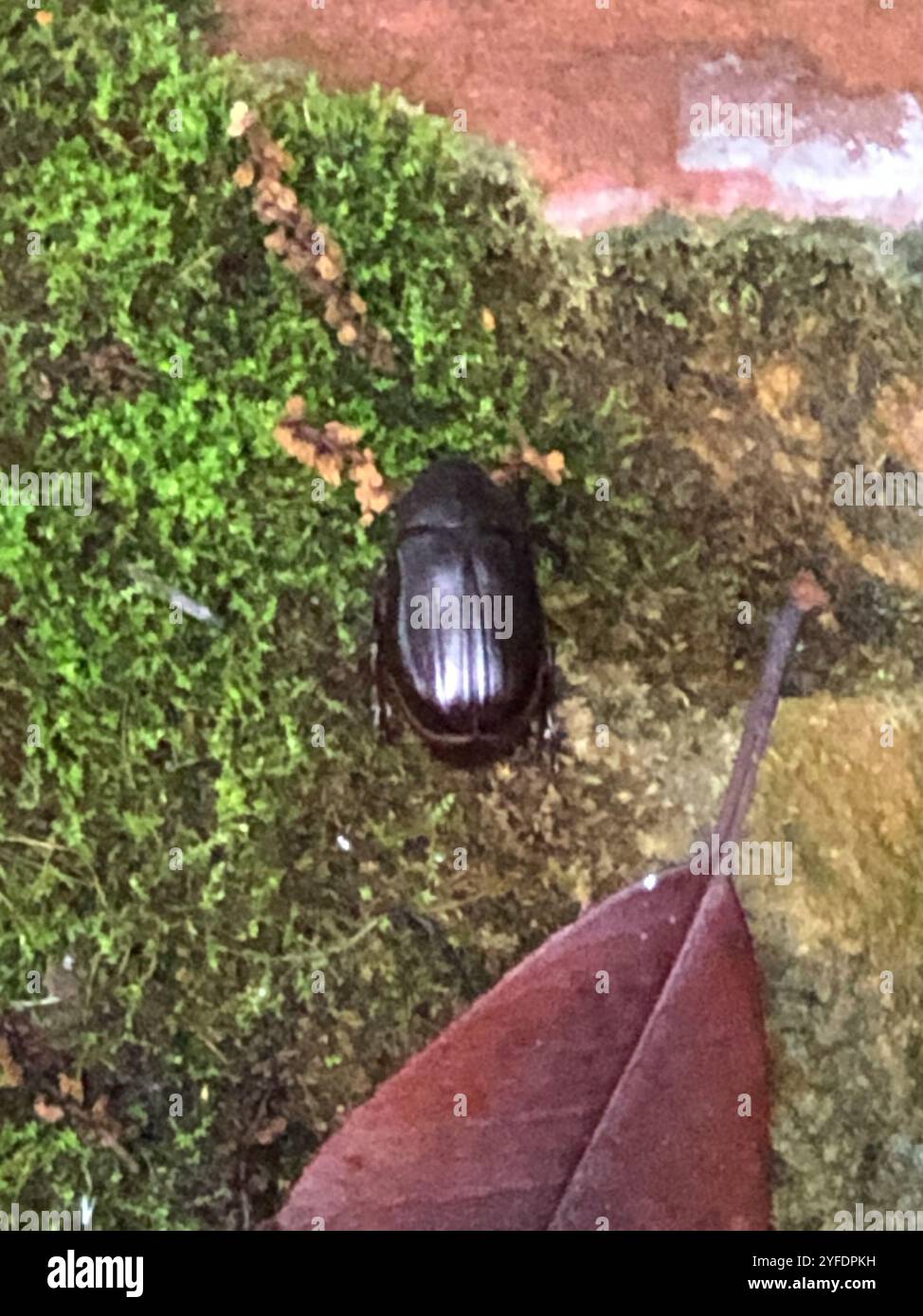 Water, Rove, Scarab, Long-horned, Leaf, and Snout Beetles (Polyphaga ...