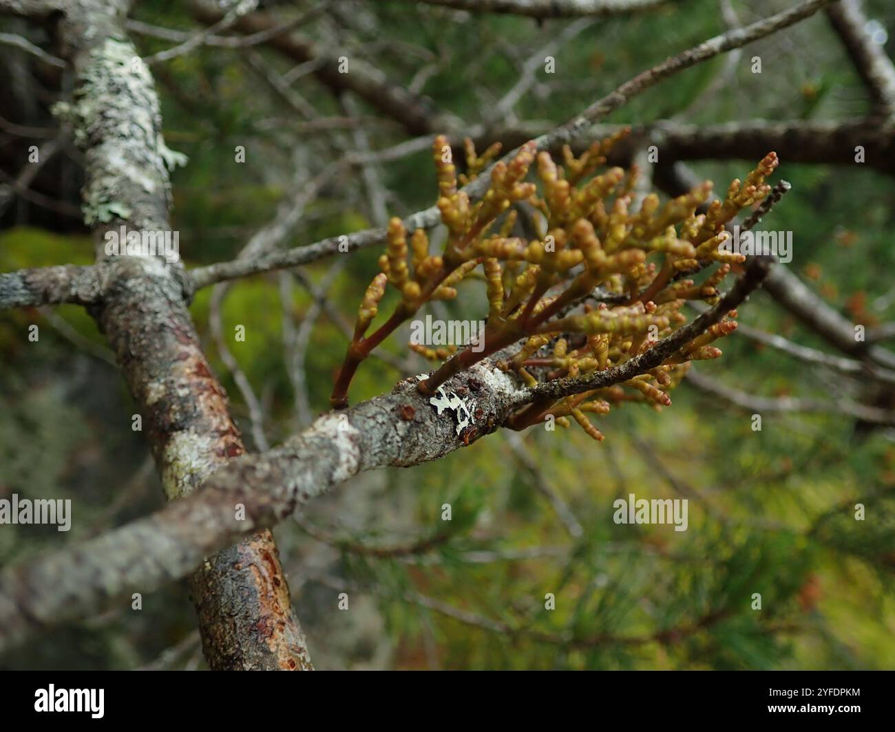 Shore Pine Dwarf-mistletoe (Arceuthobium tsugense contortae Stock Photo ...