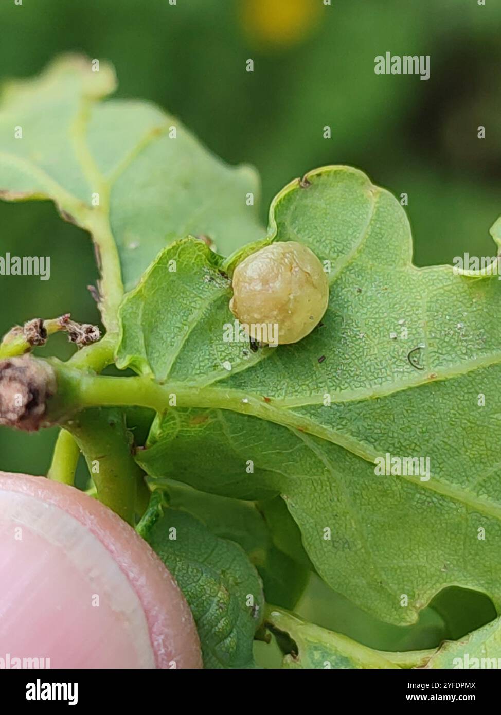 Common Spangle Gall Wasp (Neuroterus quercusbaccarum Stock Photo - Alamy