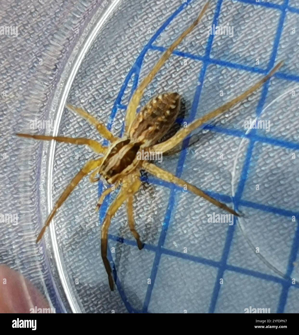 Radiated wolf spider hi-res stock photography and images - Alamy