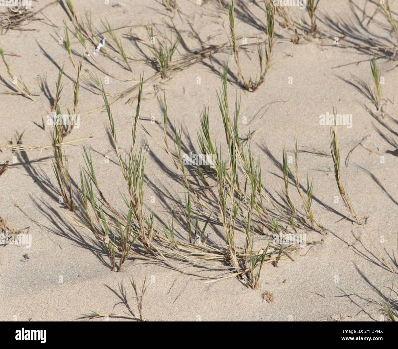 Seashore dropseed hi-res stock photography and images - Alamy