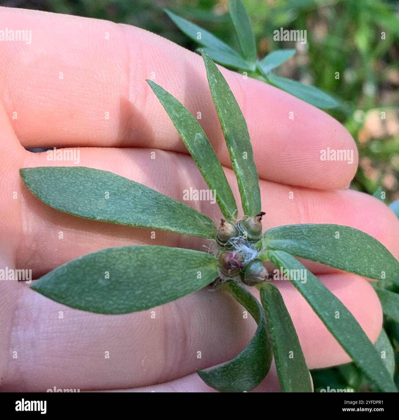 Paraguayan Purslane (Portulaca amilis Stock Photo - Alamy