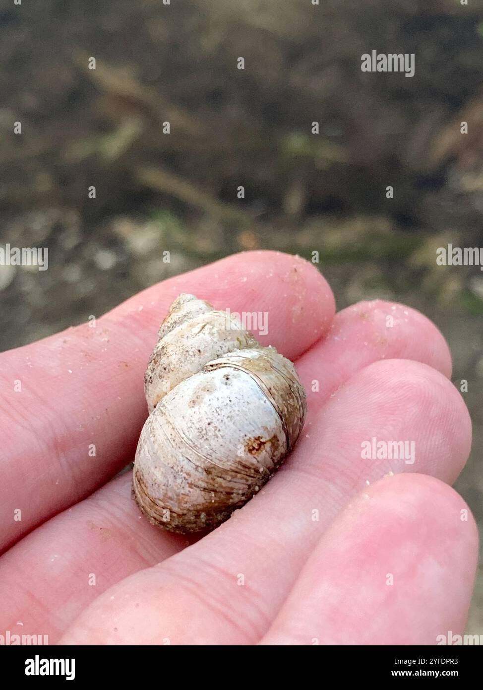 River Snails (Viviparidae Stock Photo - Alamy