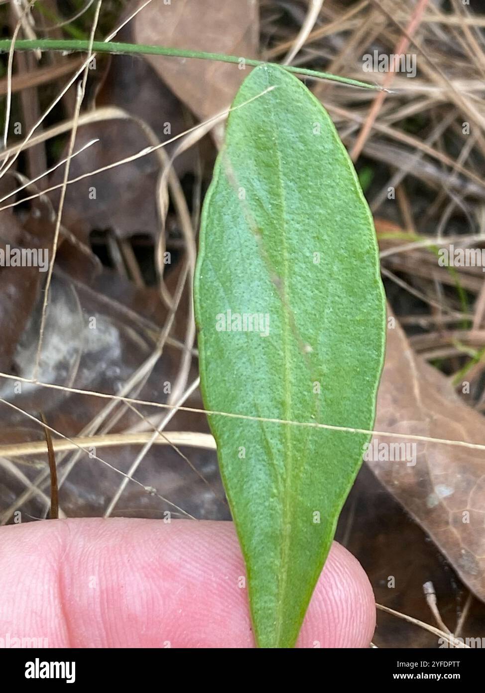 Texas Tickseed (Coreopsis linifolia Stock Photo - Alamy