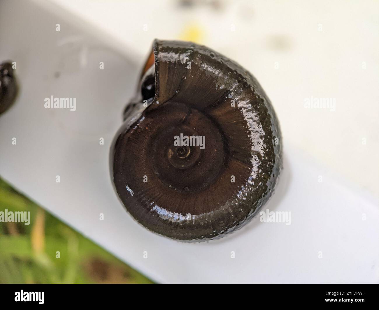 Great Ram's-horn (Planorbarius corneus Stock Photo - Alamy