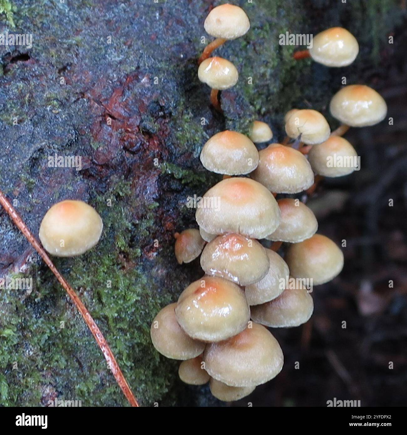 Hypholoma acutum hi-res stock photography and images - Alamy