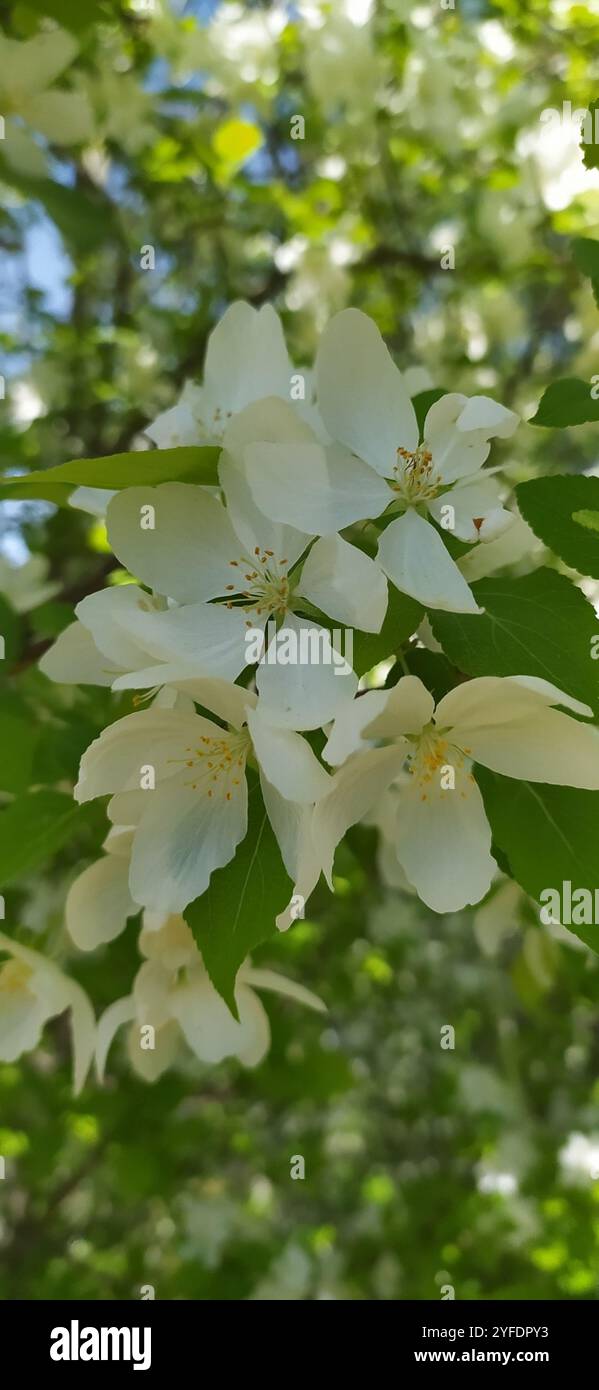 Siberian crabapple (Malus baccata Stock Photo - Alamy