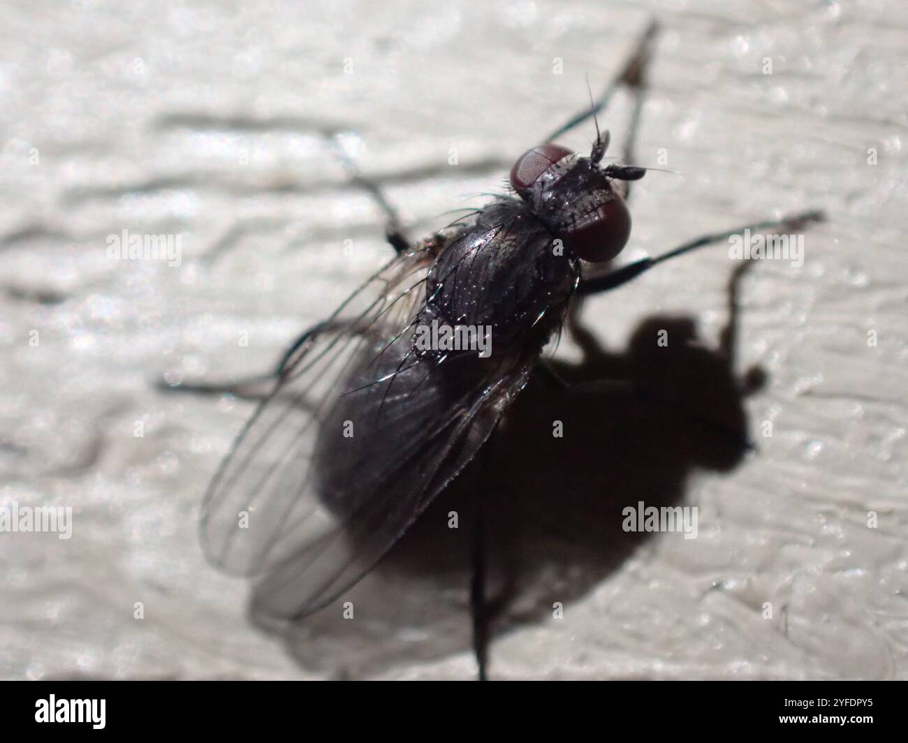 Muscoid Flies (Muscoidea Stock Photo - Alamy