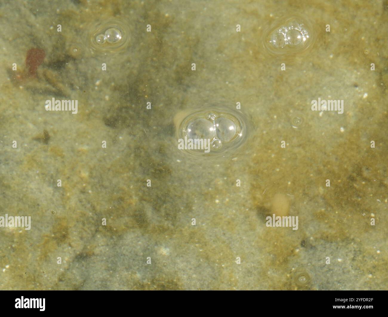 Albatross Aglaja (Melanochlamys diomedea Stock Photo - Alamy