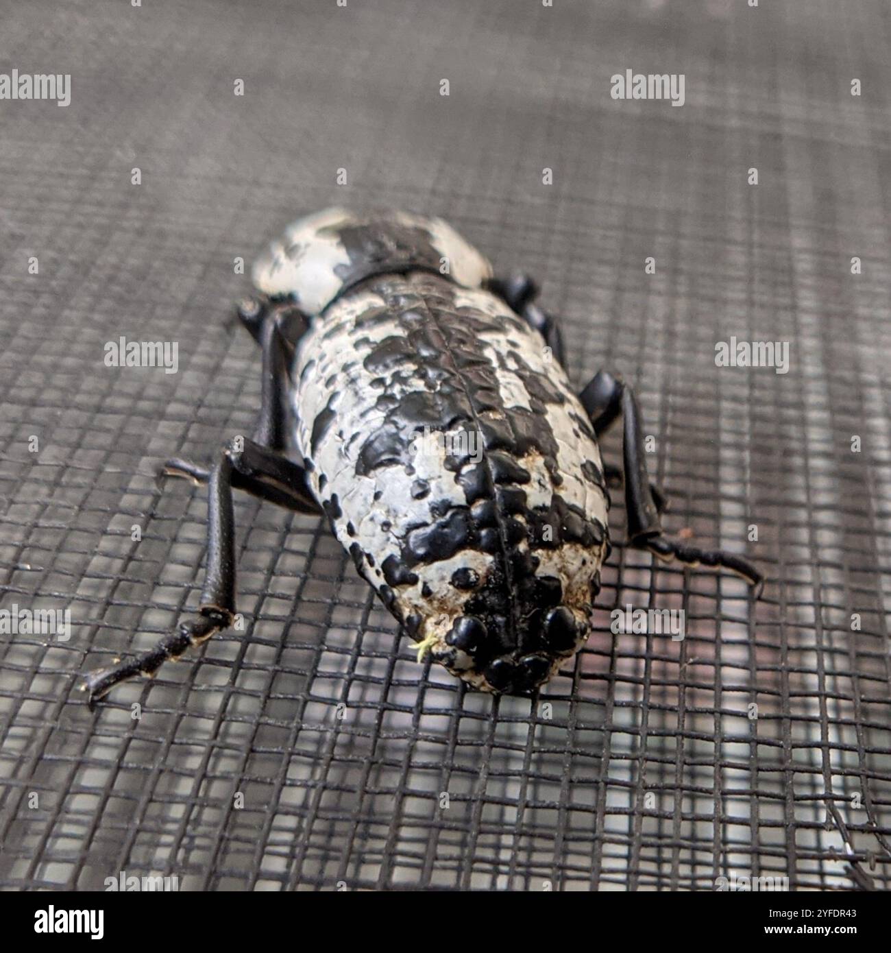 Zopherus hi-res stock photography and images - Alamy