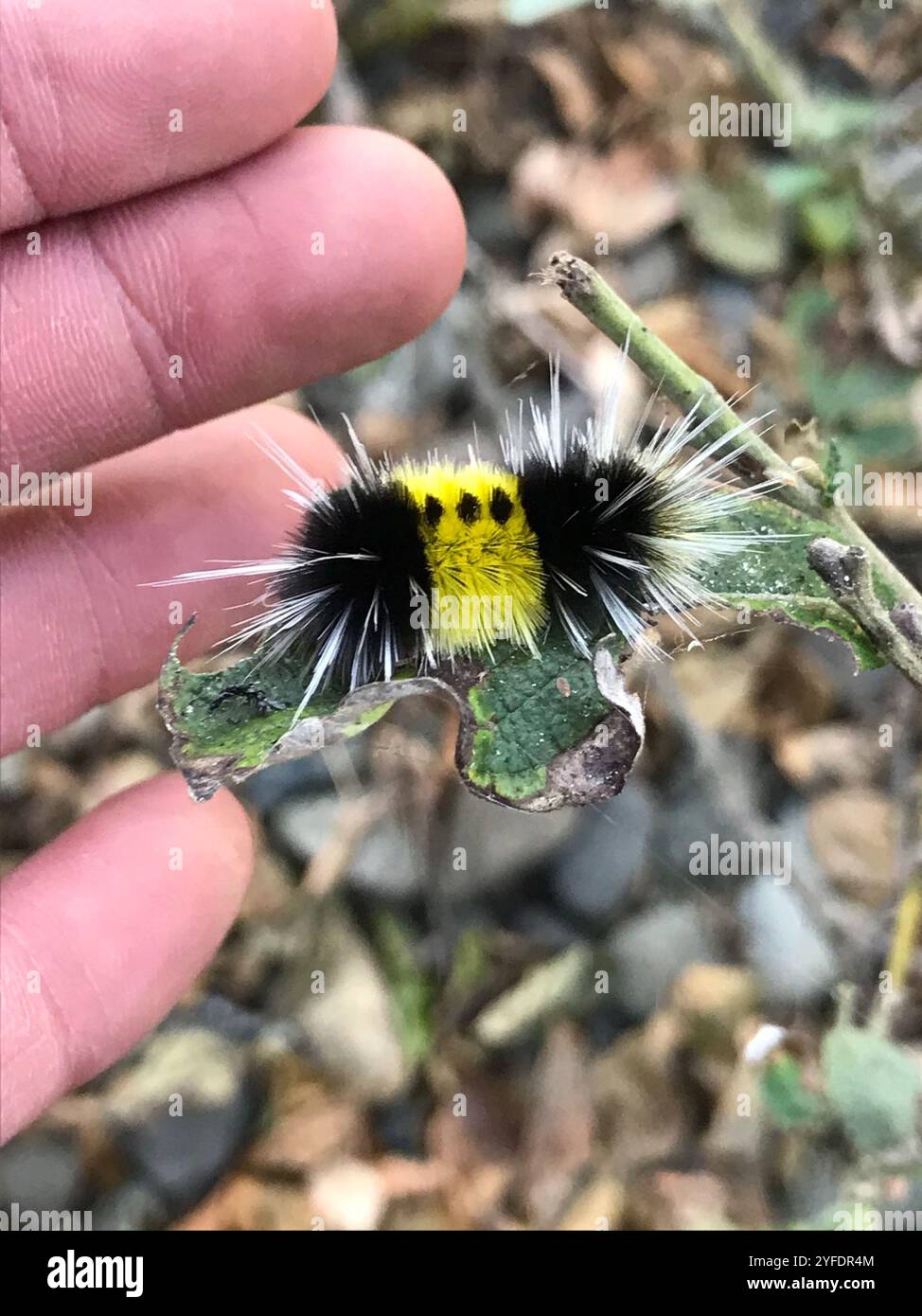 Spotted Tussock Moth (Lophocampa maculata Stock Photo - Alamy