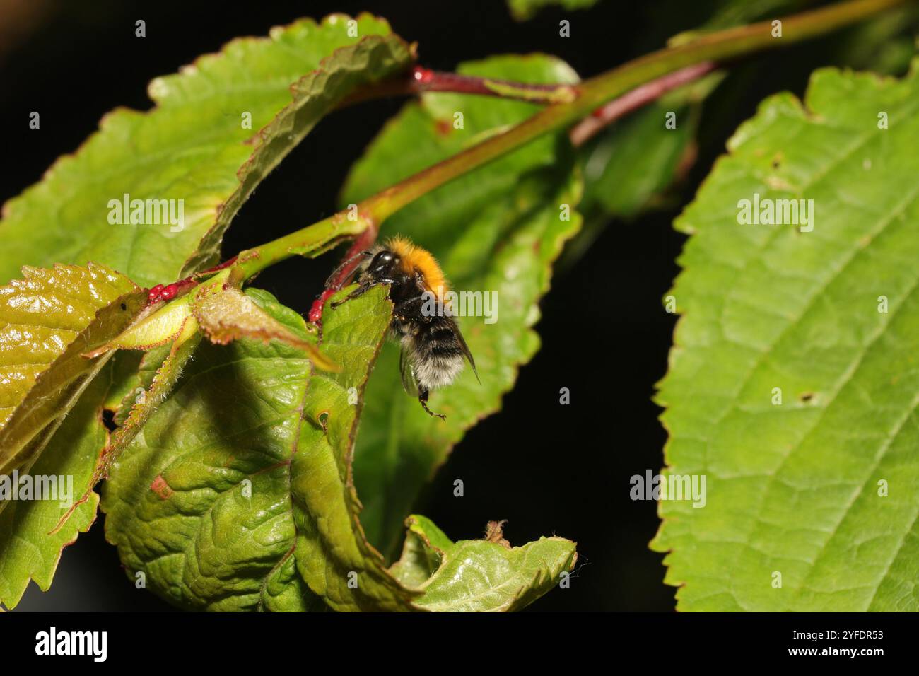 Tree Bumble Bee (Bombus hypnorum Stock Photo - Alamy