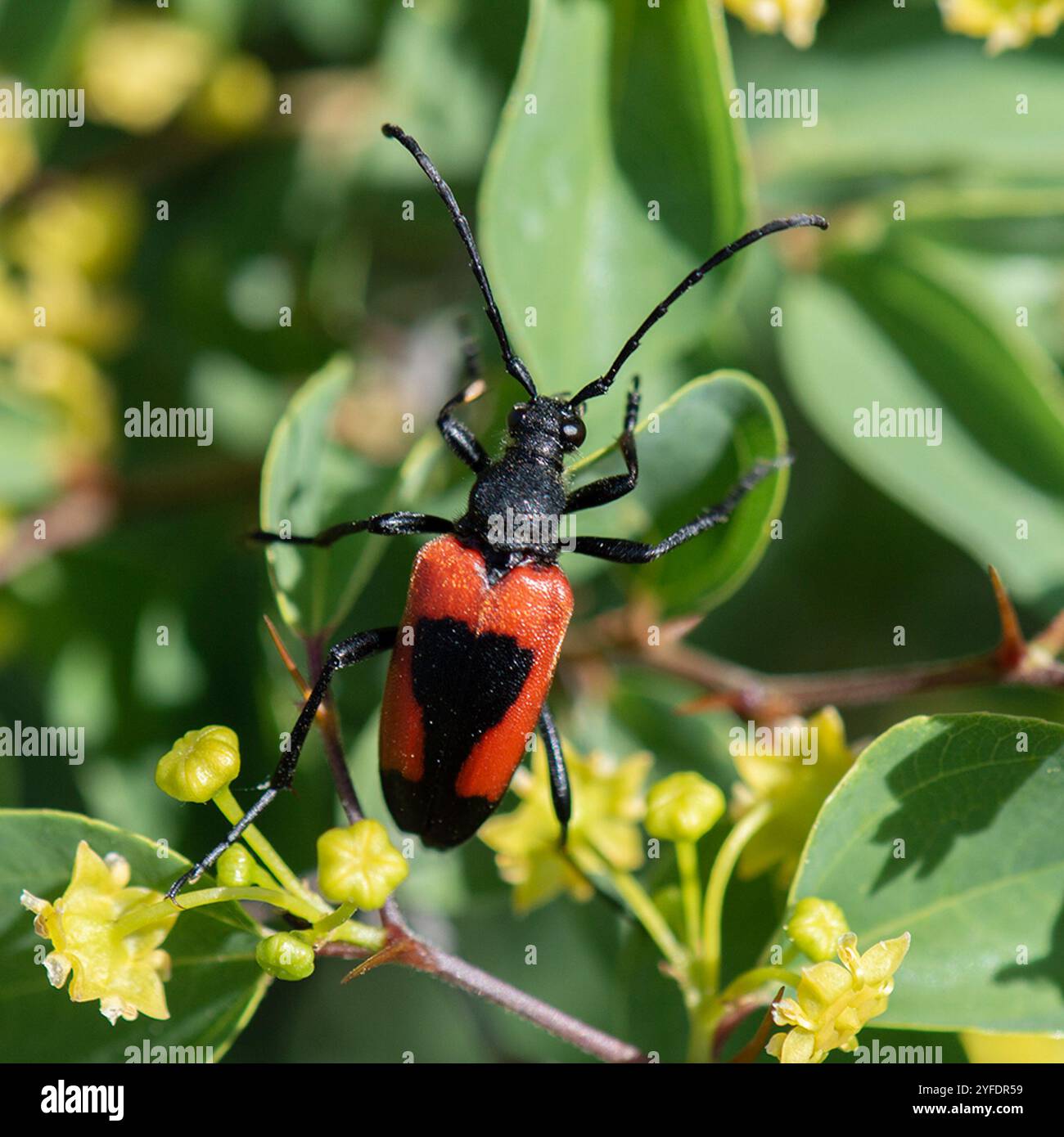 heart longhorn beetle (Stictoleptura cordigera Stock Photo - Alamy