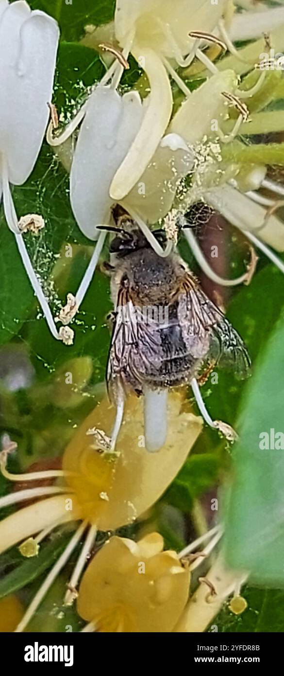 Common Digger Bees (Anthophora Stock Photo - Alamy
