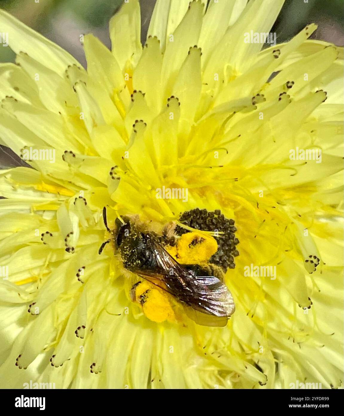 Mining Bees (Andrena Stock Photo - Alamy