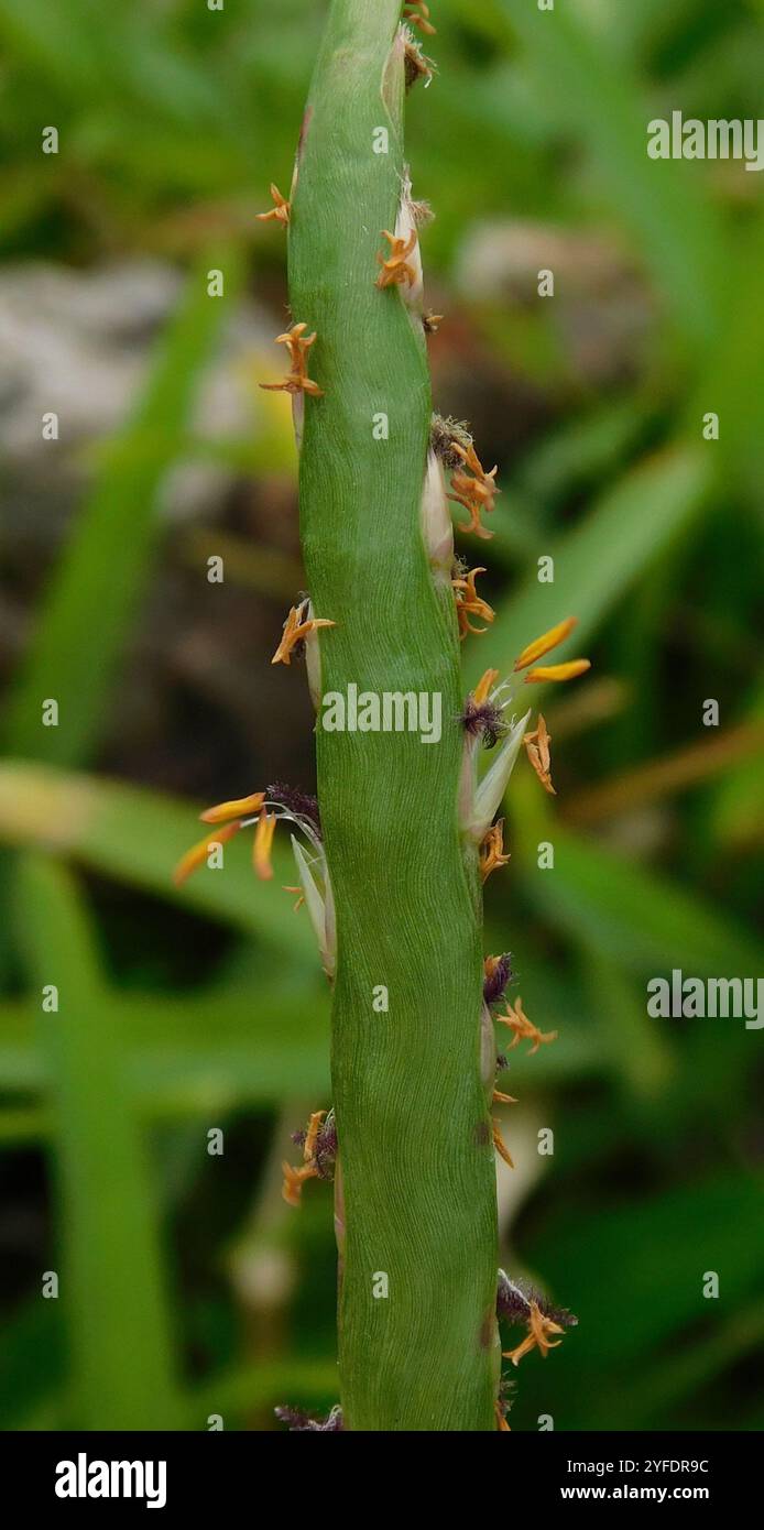 Saint Augustine grass (Stenotaphrum secundatum Stock Photo - Alamy