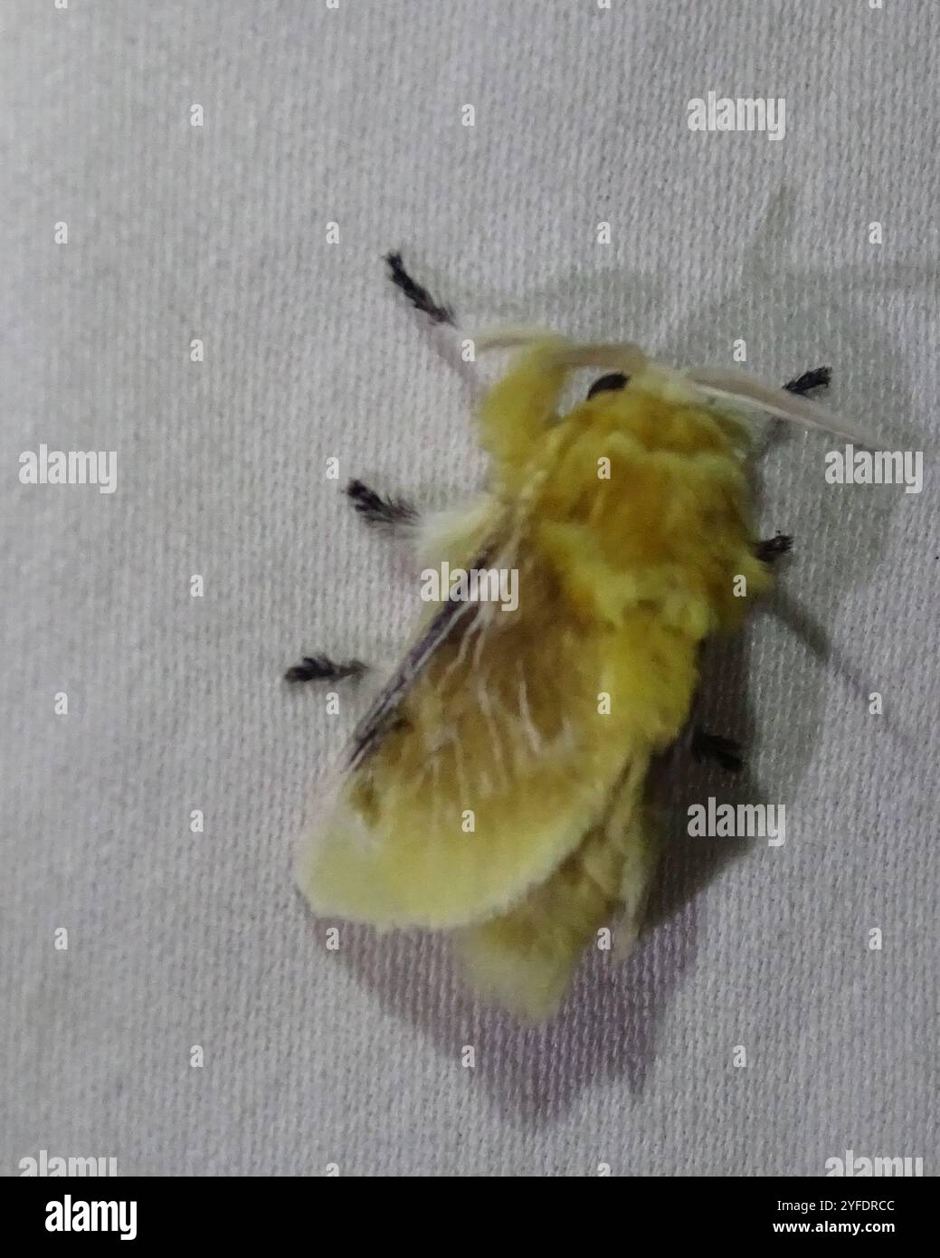 Southern Flannel Moth (Megalopyge opercularis Stock Photo - Alamy