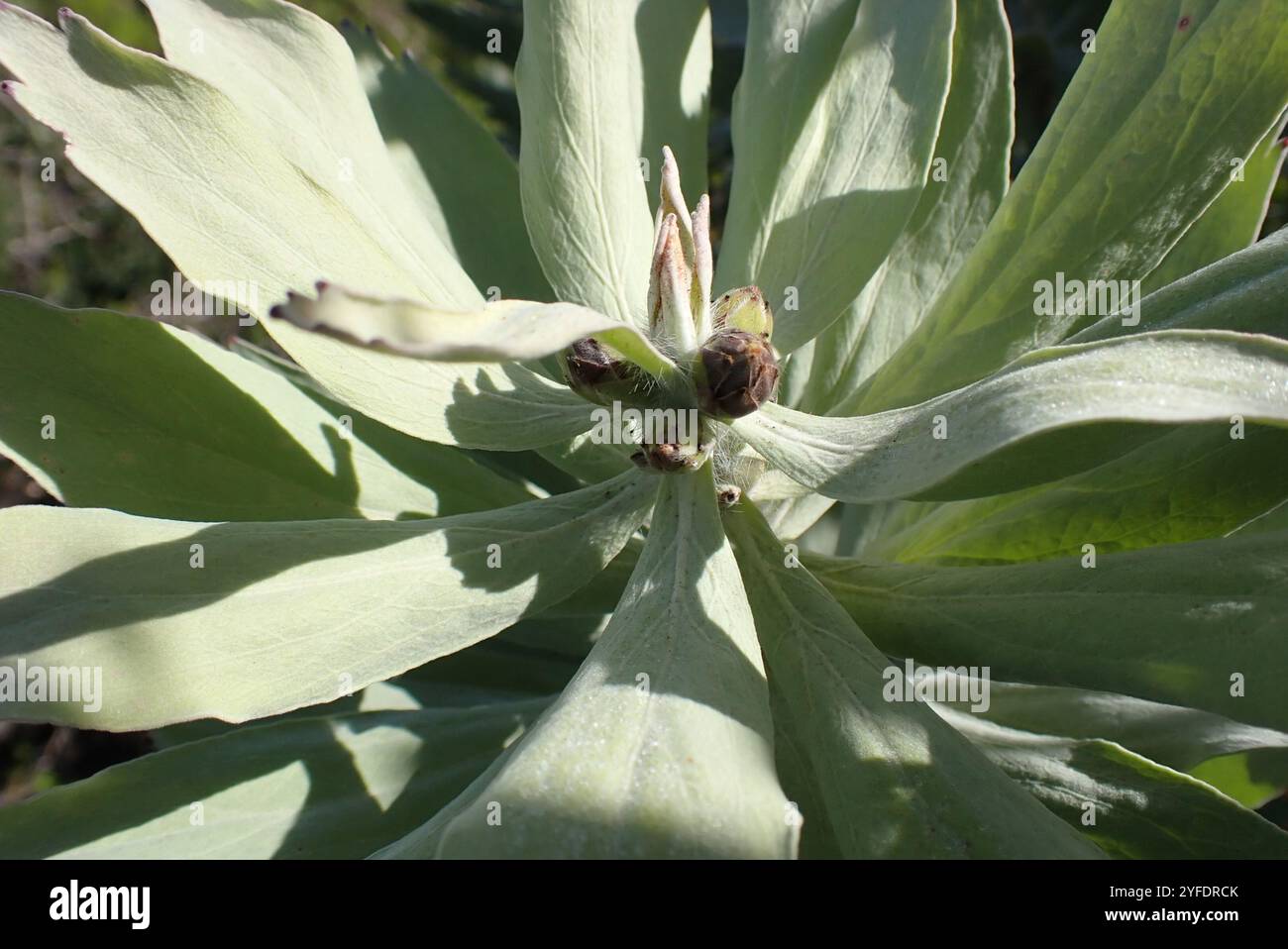 Silverleaf Wheel Pincushion (Leucospermum formosum Stock Photo - Alamy