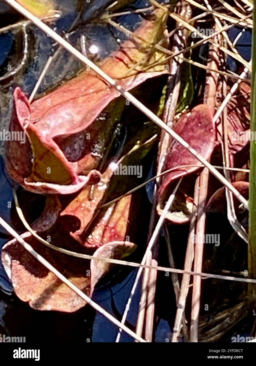 northern purple pitcher plant (Sarracenia purpurea purpurea Stock Photo ...